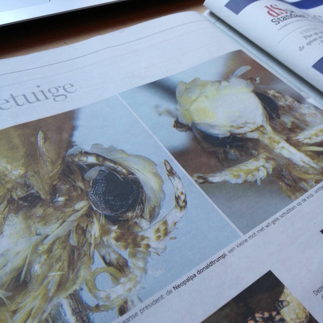 A newly Discovered Moth With Yellow Hair, Tiny Penis Is Named Neopalpa ...
